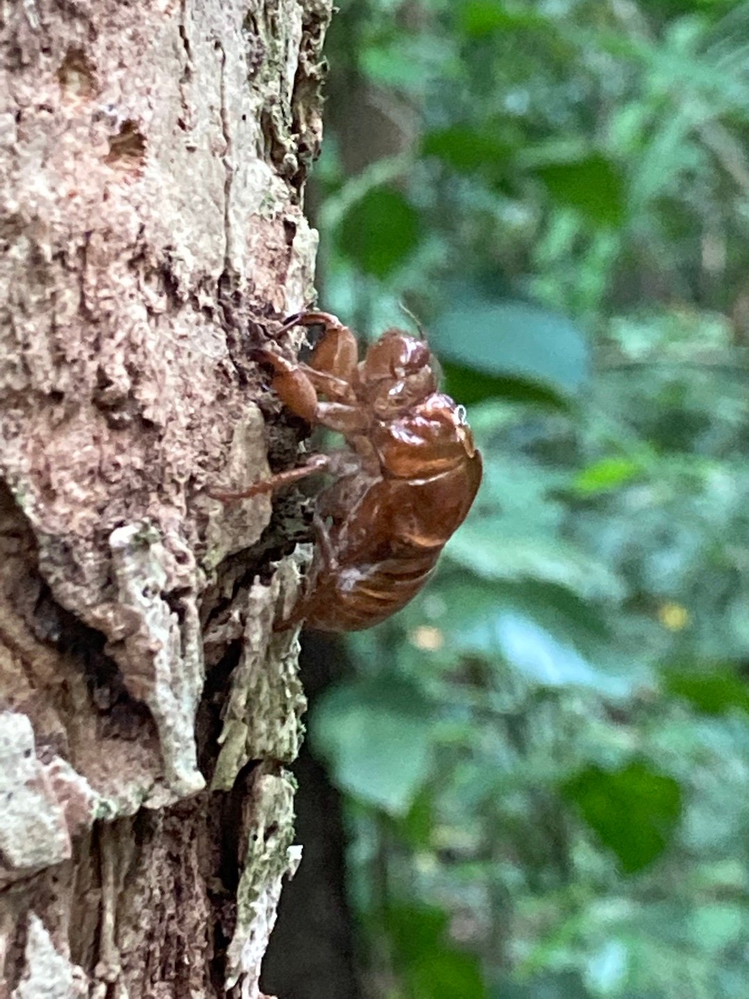 Visiting the Lacandon Jungle, Mexico: 4 Day Itinerary - Live, Wander, Play