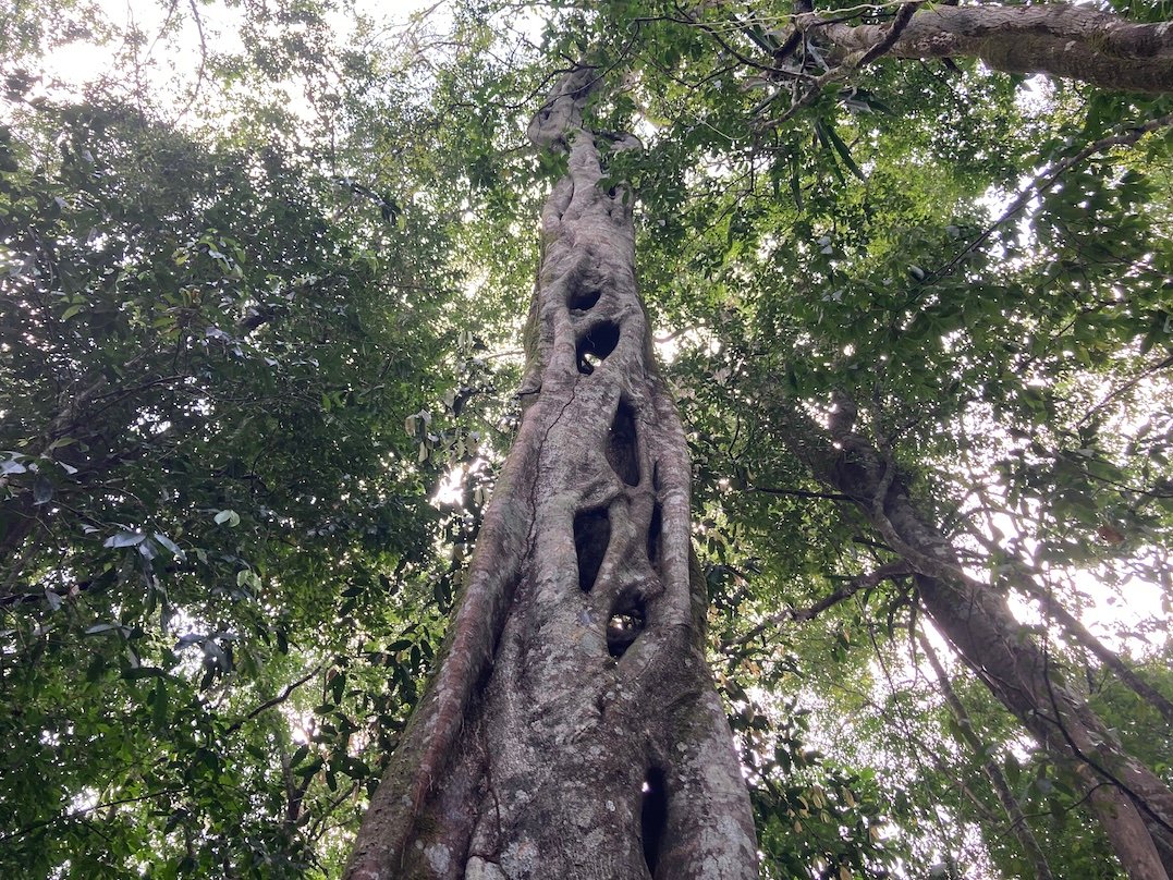 Visiting the Lacandon Jungle, Mexico: 4 Day Itinerary - Live, Wander, Play